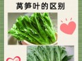 莴笋叶子是油麦菜吗_区别与营养对比