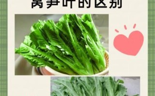 莴笋叶子是油麦菜吗_区别与营养对比