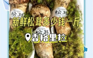 松茸的功效与作用价格_多少钱一斤