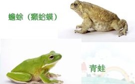 癞蛤蟆和青蛙的区别_癞蛤蟆有毒吗