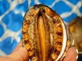 鲍鱼多少钱一只_新鲜鲍鱼价格表