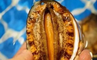 鲍鱼多少钱一只_新鲜鲍鱼价格表