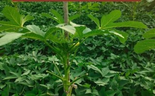秋葵怎样种植_秋葵什么时候播种