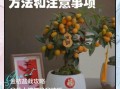 金桔盆栽怎么养_金桔盆栽的养殖方法和注意事项