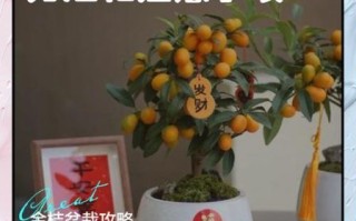 金桔盆栽怎么养_金桔盆栽的养殖方法和注意事项