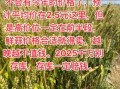 大蒜网靠谱吗_大蒜网价格为什么便宜