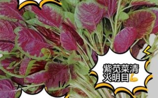 紫苋菜的功效与作用_紫苋菜的禁忌有哪些