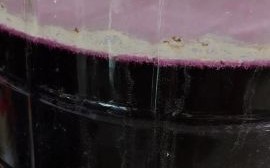 自制葡萄酒有毒吗_自酿葡萄酒中毒真相