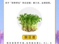 芽菜的营养价值及功效_芽菜怎么吃最健康