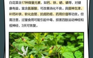 白花菜的功效与作用_白花菜的禁忌有哪些