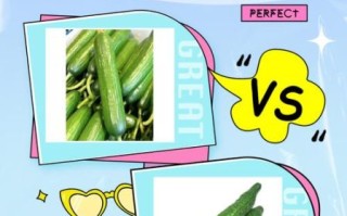 青瓜是什么瓜_青瓜和黄瓜的区别