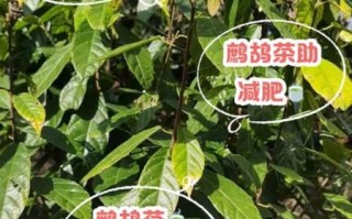 鹧鸪茶的功效与作用_鹧鸪茶怎么泡才正确