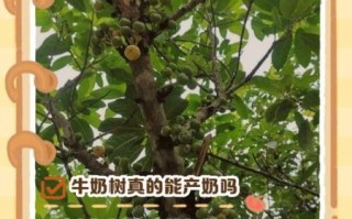 牛奶树的功效与作用_牛奶树怎么使用效果最好