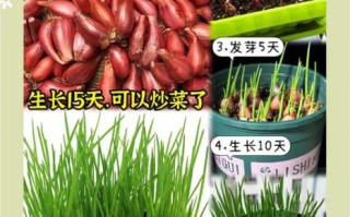 葱头怎么保存不发芽_葱头发芽了还能吃吗