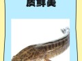 黑鮰鱼是什么鱼_黑鮰鱼产地在哪里