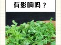 香菜杀精有科学依据吗_香菜影响精子质量真相