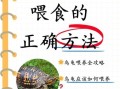 乌龟怎么养_乌龟吃什么食物