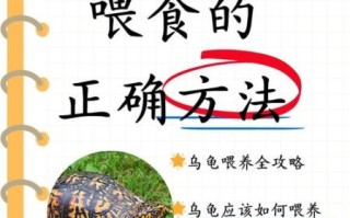 乌龟怎么养_乌龟吃什么食物