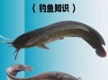 塘鲺和鲶鱼哪个更脏_塘鲺和鲶鱼区别