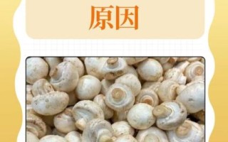 口蘑多少钱一斤_口蘑价格为什么差距大