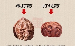美国山核桃图片_如何辨别真假