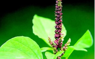 苋菜是什么菜_苋菜长什么样