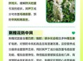 刺槐花的功效与作用_刺槐花怎么吃最好
