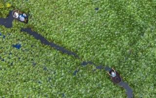 菱角生长在什么地方_菱角适合什么环境