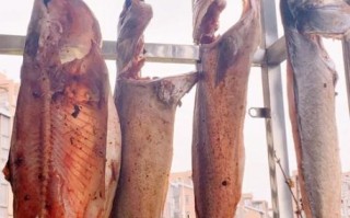 海腊鱼怎么做好吃_海腊鱼的营养价值