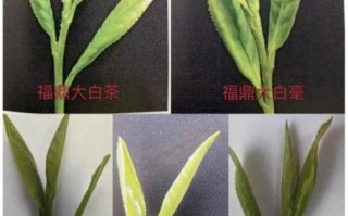 福鼎白茶等级分类_白毫银针和白牡丹哪个好