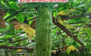 黄瓜和苦瓜的区别_如何挑选新鲜瓜类蔬菜