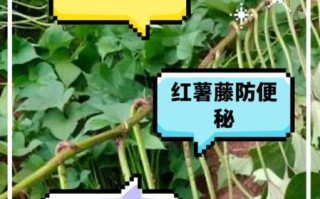 番薯藤公司怎么样_番薯藤公司靠谱吗