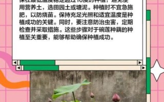 莲藕种子怎么种植_莲藕种子种植方法