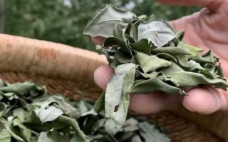 槐树叶能降血压吗_槐树叶怎么泡水喝