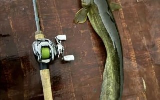 大口鲶鱼怎么钓_大口鲶鱼吃什么饵料