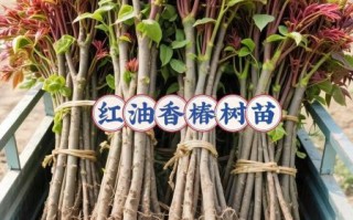 香椿树苗怎么种_香椿树苗种植技术