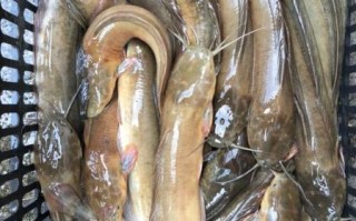 塘鲺鱼多少钱一斤_塘鲺鱼价格行情