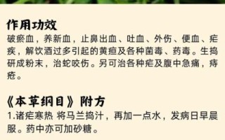 马兰头根煮水功效与作用_马兰头根煮水可以天天喝吗