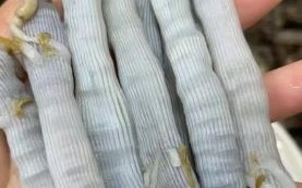 沙虫怎么做好吃_沙虫干价格多少钱一斤