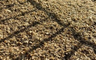 冬菜怎么做_冬菜腌制方法