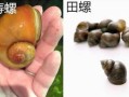 田螺图片大全大图真实_如何分辨野生与养殖