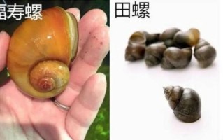 田螺图片大全大图真实_如何分辨野生与养殖