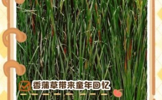香蒲草的功效与作用_香蒲草怎么吃
