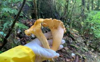 鸡油菌读音怎么读_鸡油菌拼音声调