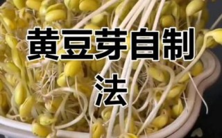黄豆芽怎么发最快_自发黄豆芽的窍门