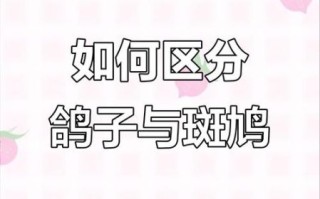 斑鸠和鸽子有什么区别_斑鸠是鸽子吗