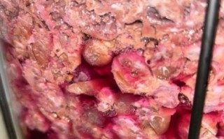 自酿葡萄酒发霉了还能喝吗_如何判断葡萄酒变质