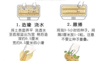 蔬菜种子大全及价格表_哪些品种适合阳台种植