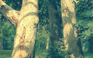 橡果树几年结果_橡果树怎么种植