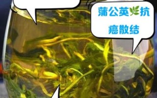 蒲公英泡水喝的功效与作用_长期喝有没有副作用